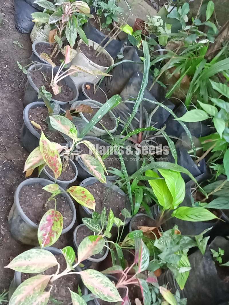 Ornamental Plants for Sale - Plants And Seeds