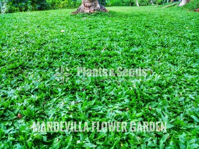 Malaysian Gras and Australian Grasses - Plants And Seeds