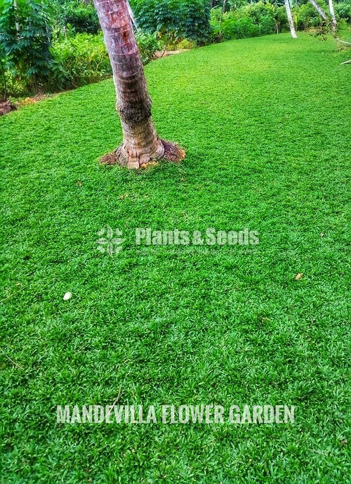 Malaysian Gras and Australian Grasses - Plants And Seeds
