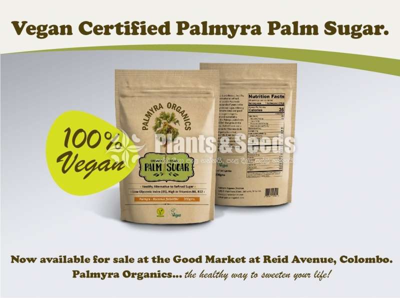 Palm Suger - Plants And Seeds