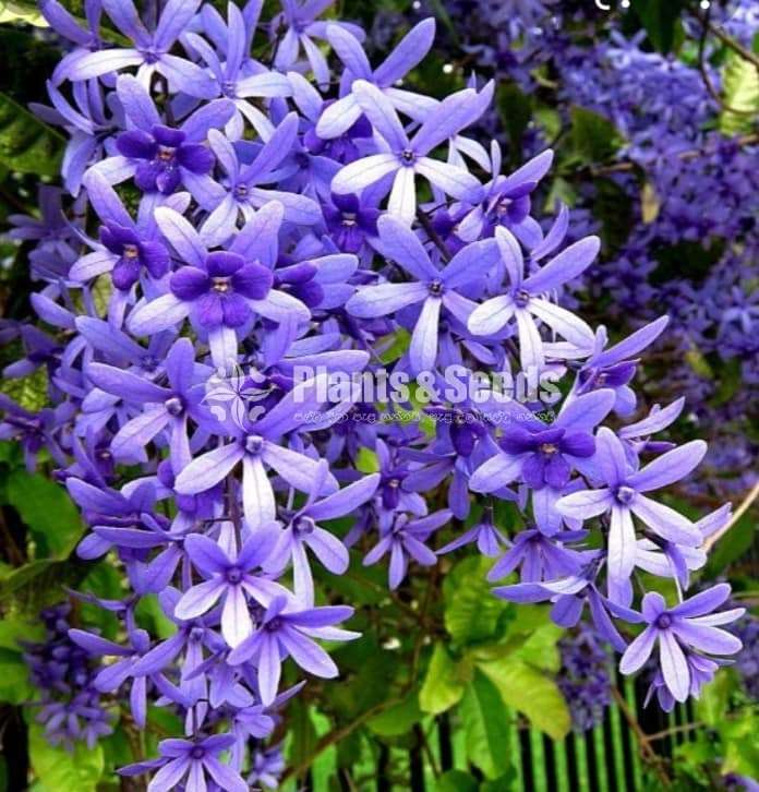 Petriya - Plants And Seeds