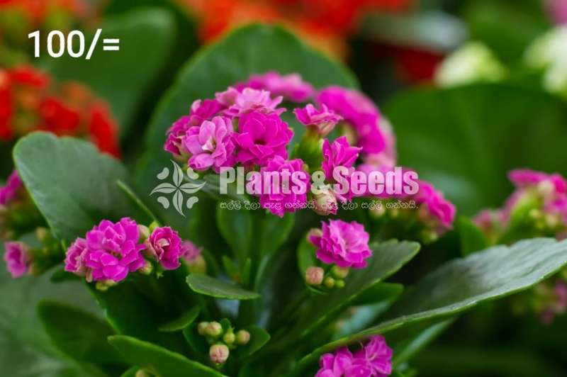 Kalanchoe Succulent - Plants And Seeds