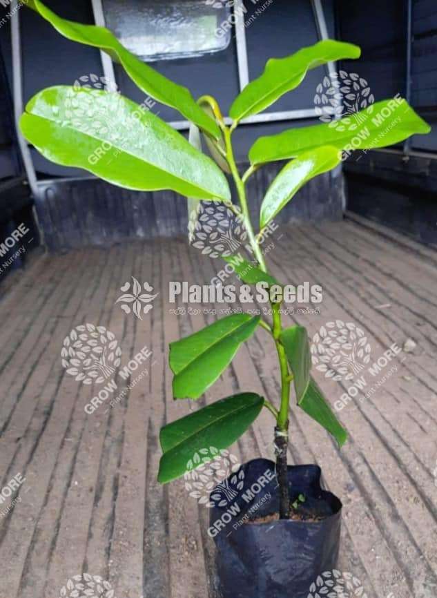 Velvet Apple - Plants And Seeds