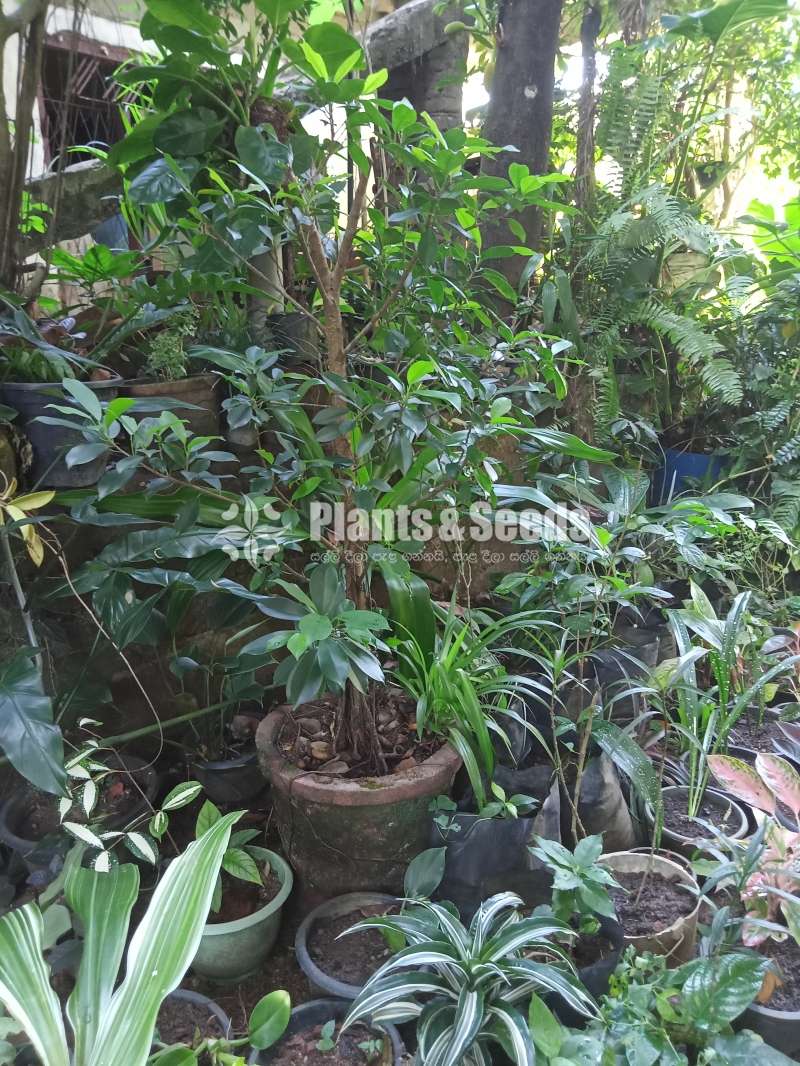 Ornamental Plants for Sale - Plants And Seeds