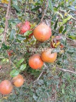 Red Angel pomegranate plants - Plants And Seeds